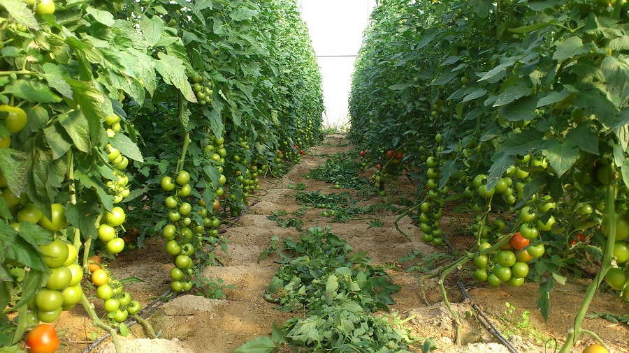 Obtienen un biofertilizante con residuos de cultivo de tomate y energía ...
